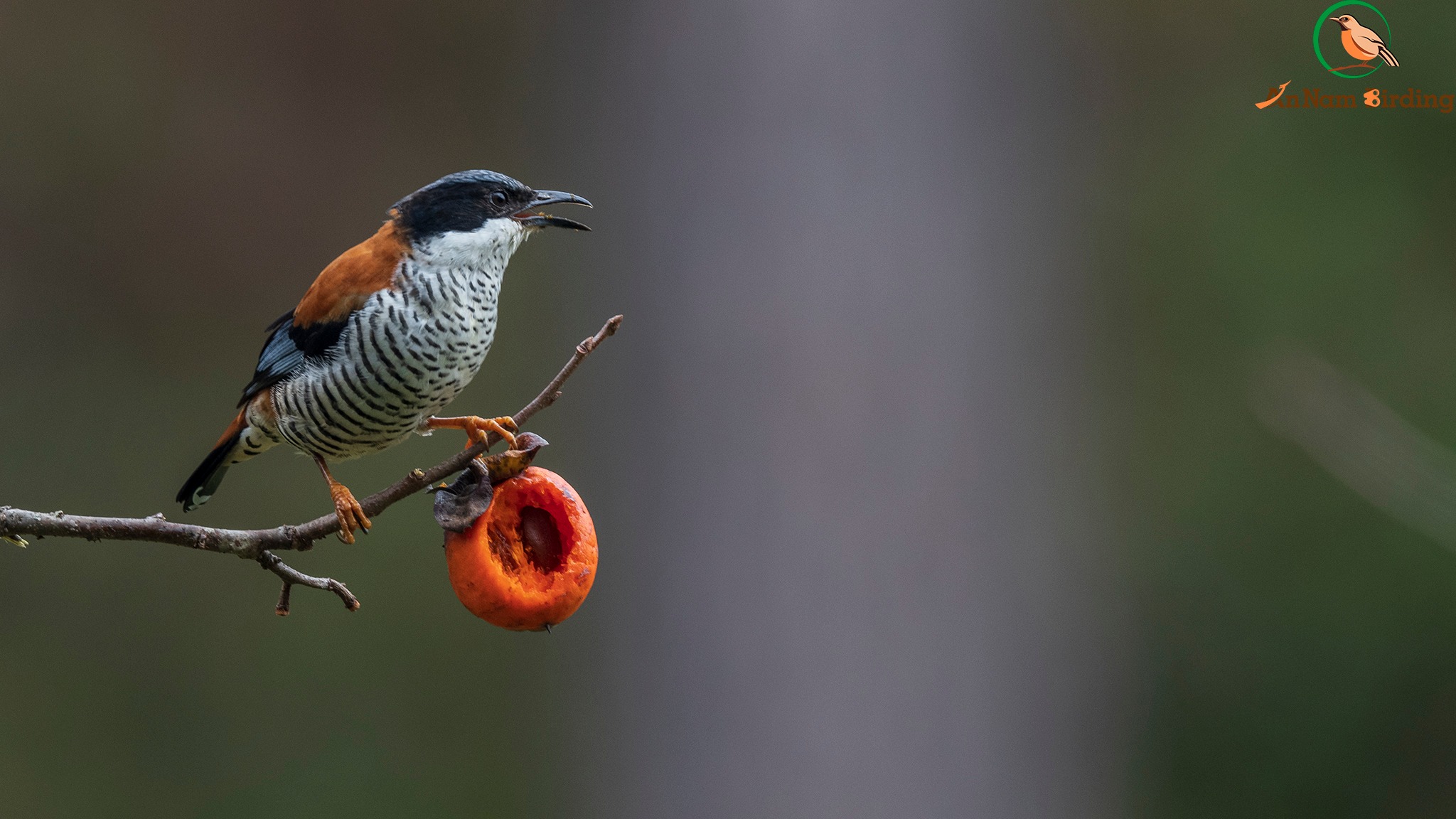 VietNam Birdtour tours